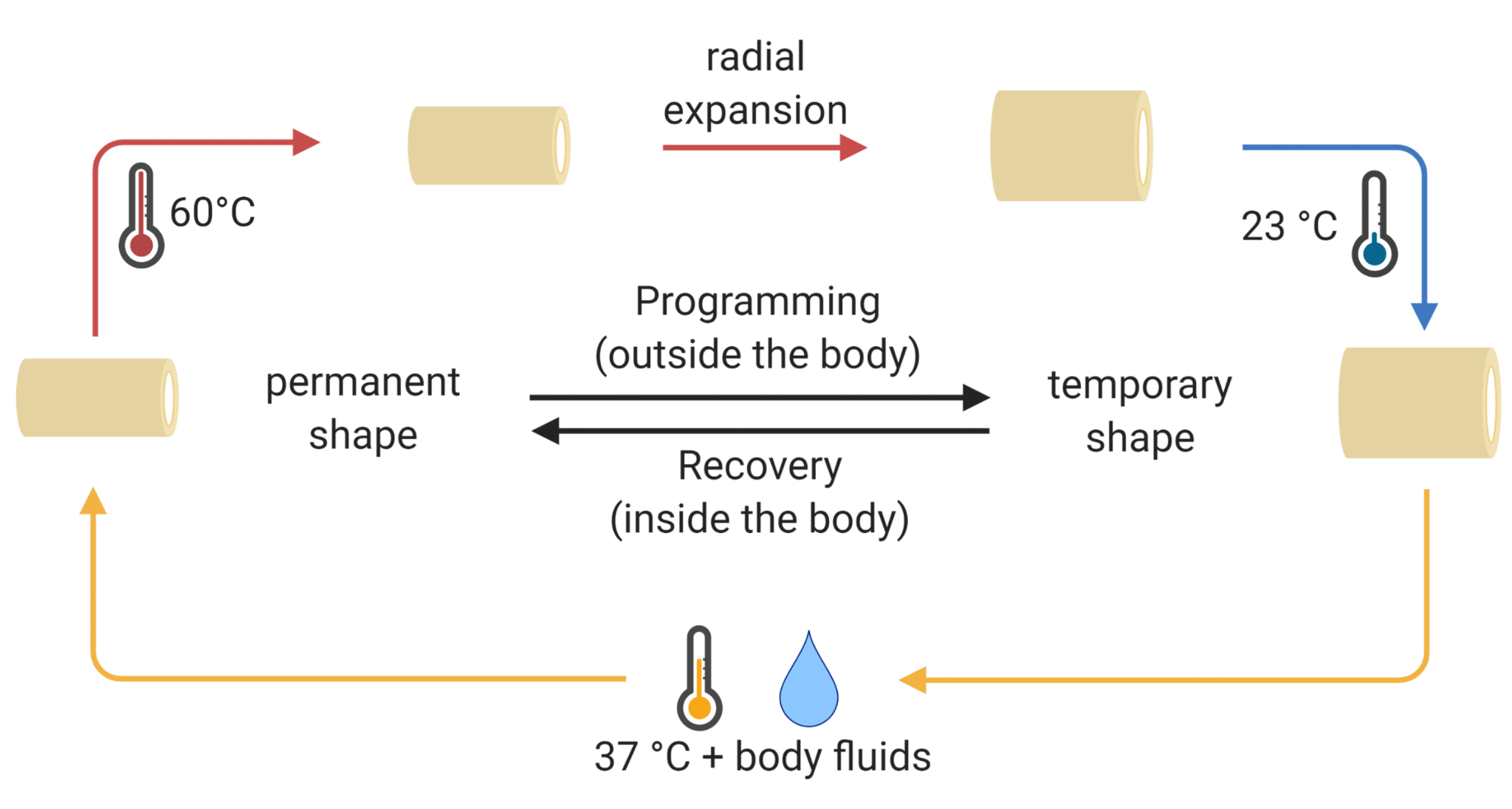 Shape Memory Polymers – Ecker Lab